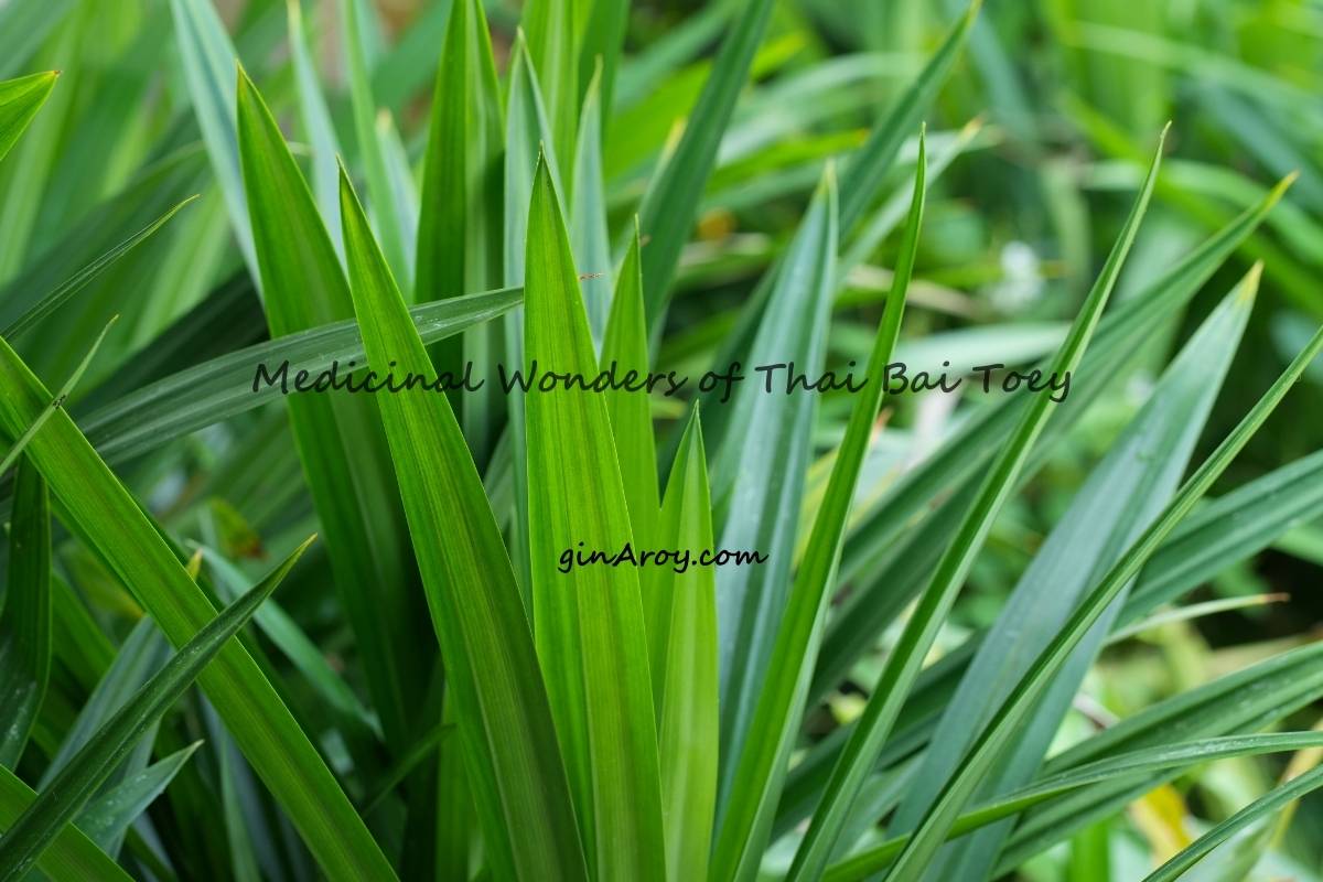 Aromatic and Medicinal Wonders of Thai Bai Toey